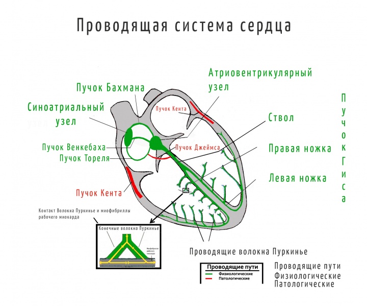 File:Проводящаясистемасердца.jpg — CardioWiki